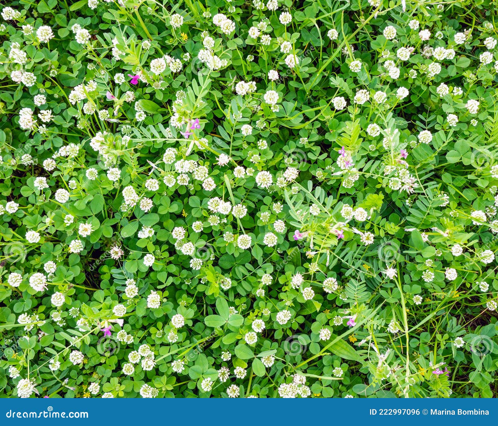 Spring Green Grass with Clovers Nature Background Stock Photo - Image ...