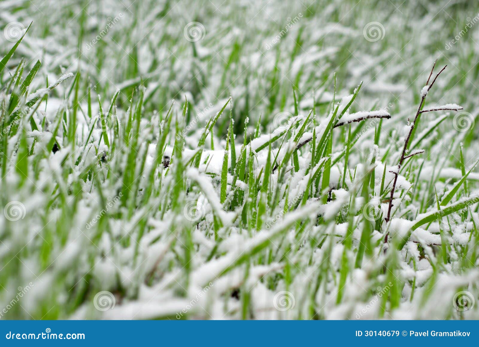 Snowy Spring stock image. Image of covered, cold, grow - 30140679