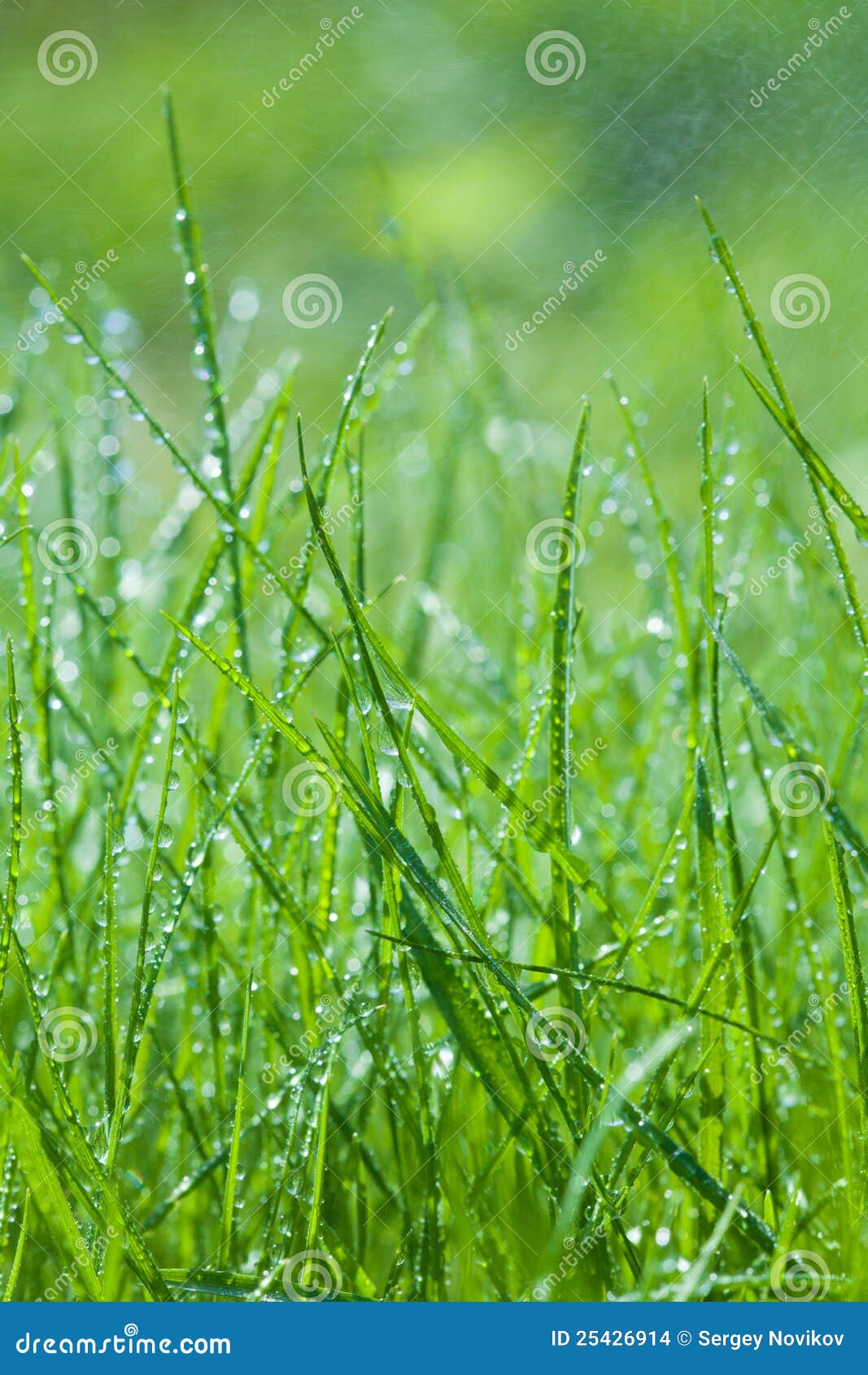 Spring Green Grass with Dew Drops Stock Photo - Image of chlorophyll ...