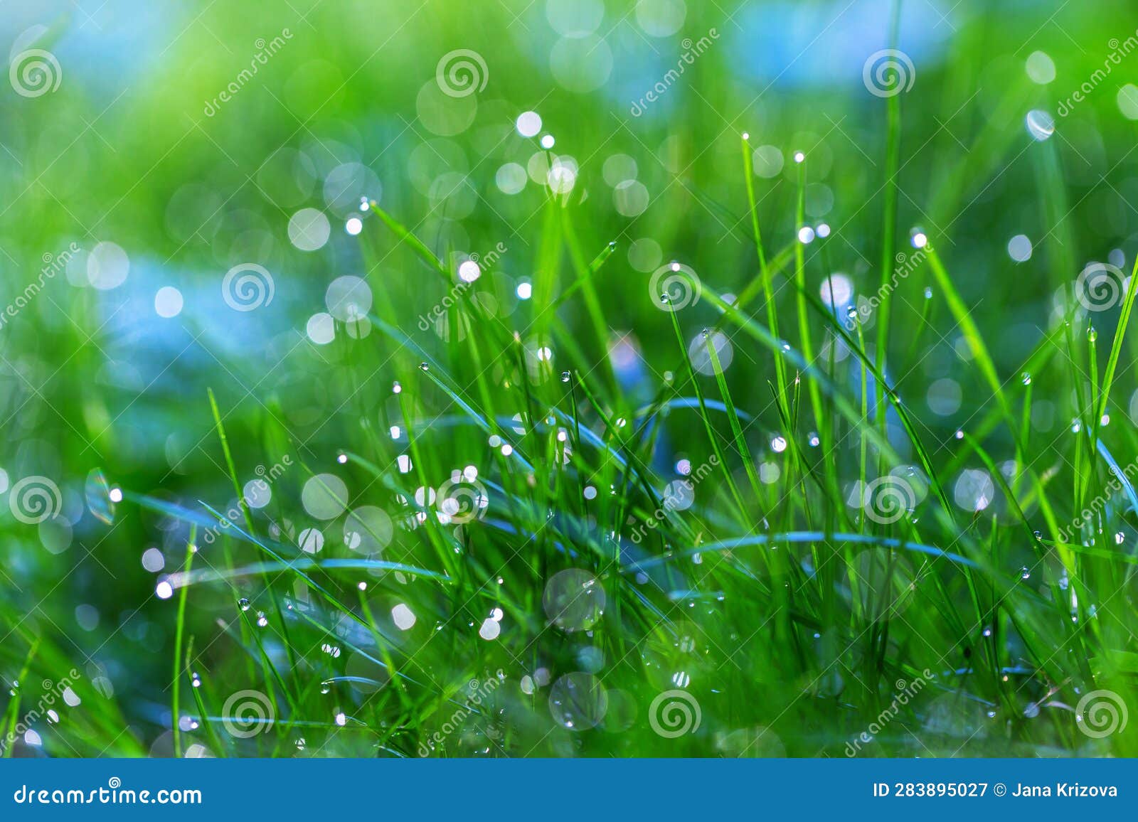 Spring Green Grass with Dew Drops in Beautiful Backlight Stock Image ...