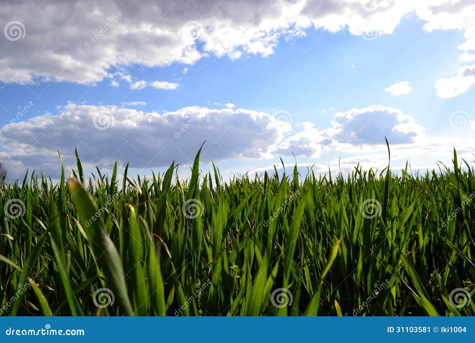Spring stock image. Image of grass, background, spring - 31103581