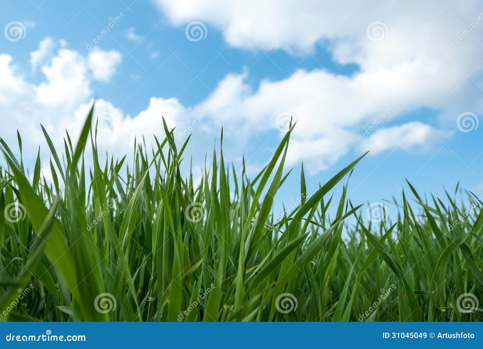 Spring green grass field stock image. Image of healthy - 31045049
