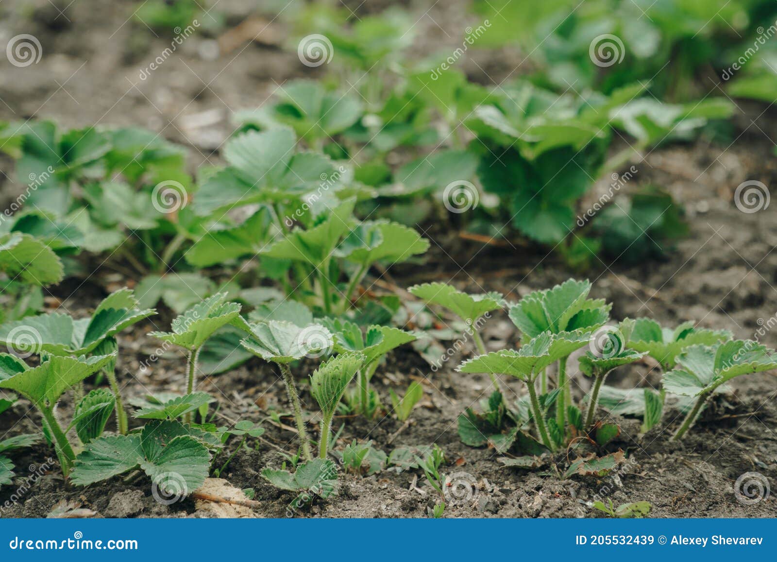 Spring Green Grass Grows from the Ground Stock Image - Image of nature ...