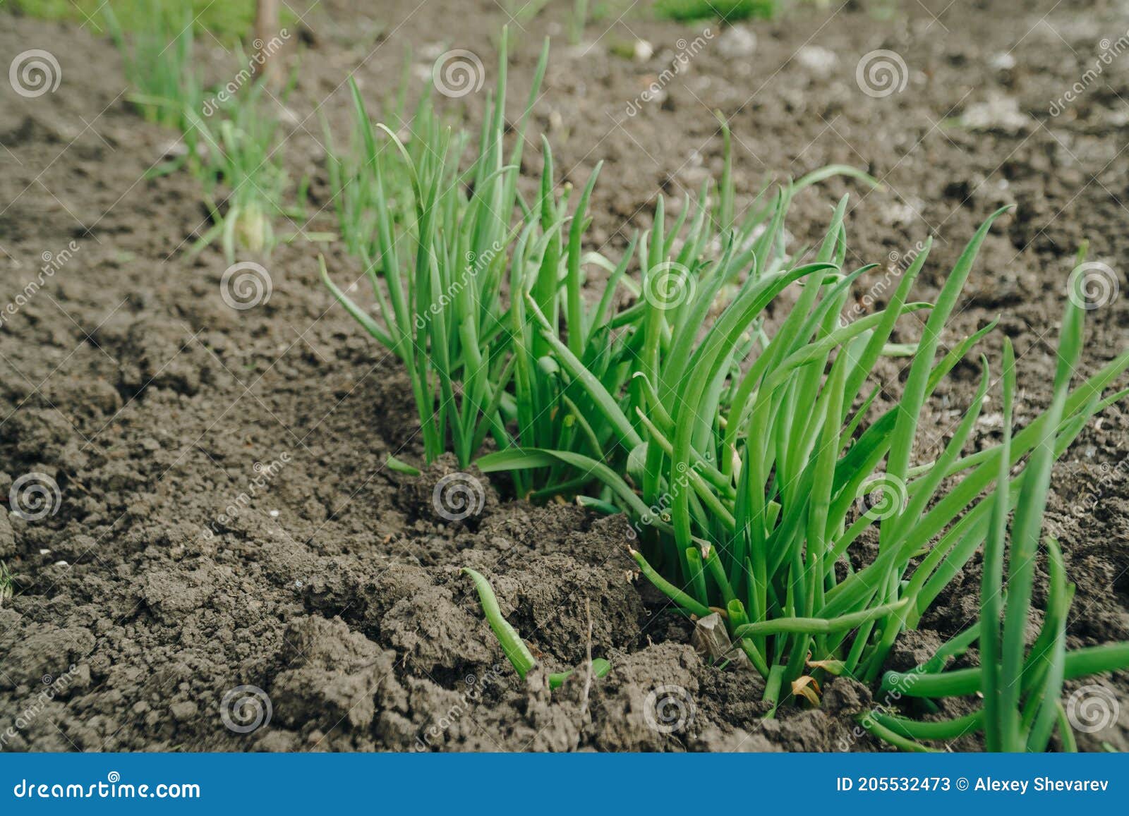 Spring Green Grass Grows from the Ground Stock Image - Image of seed ...