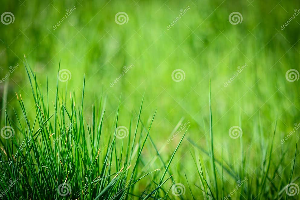 Spring Green Grass on the Lawn As a Background 2 Stock Photo - Image of ...