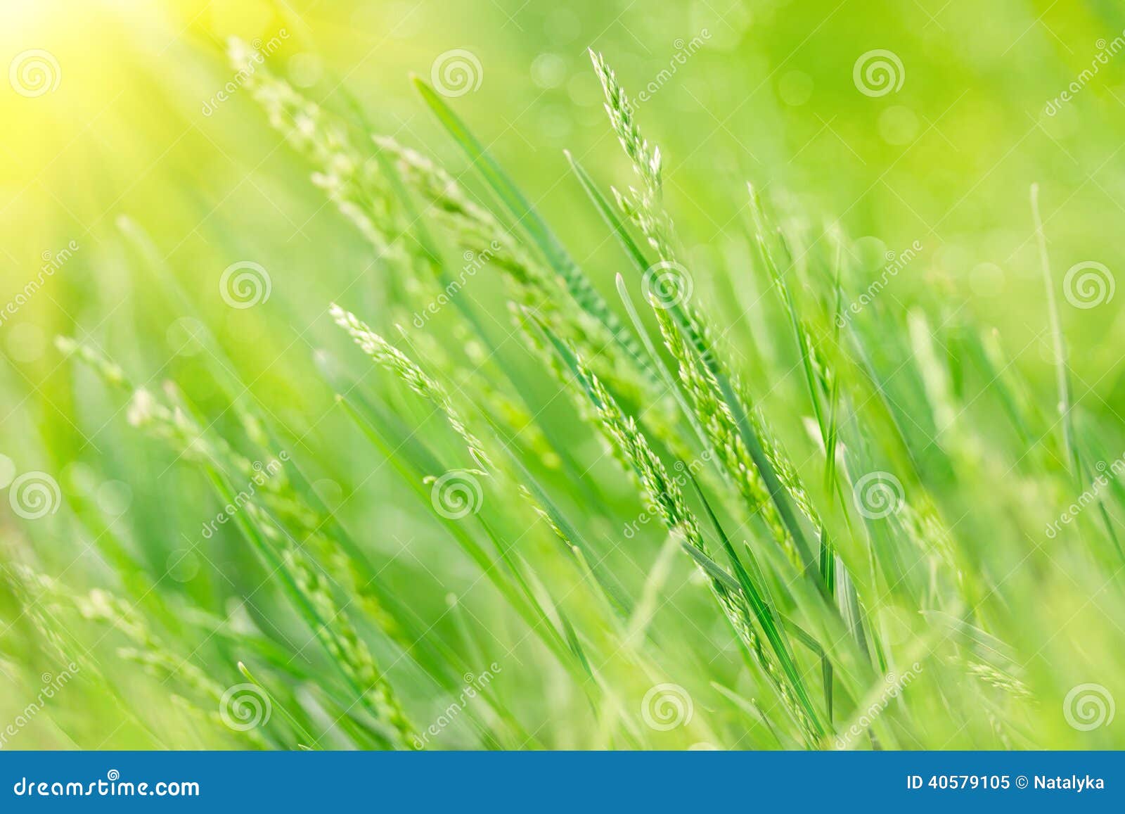 Spring green grass stock image. Image of environment - 40579105