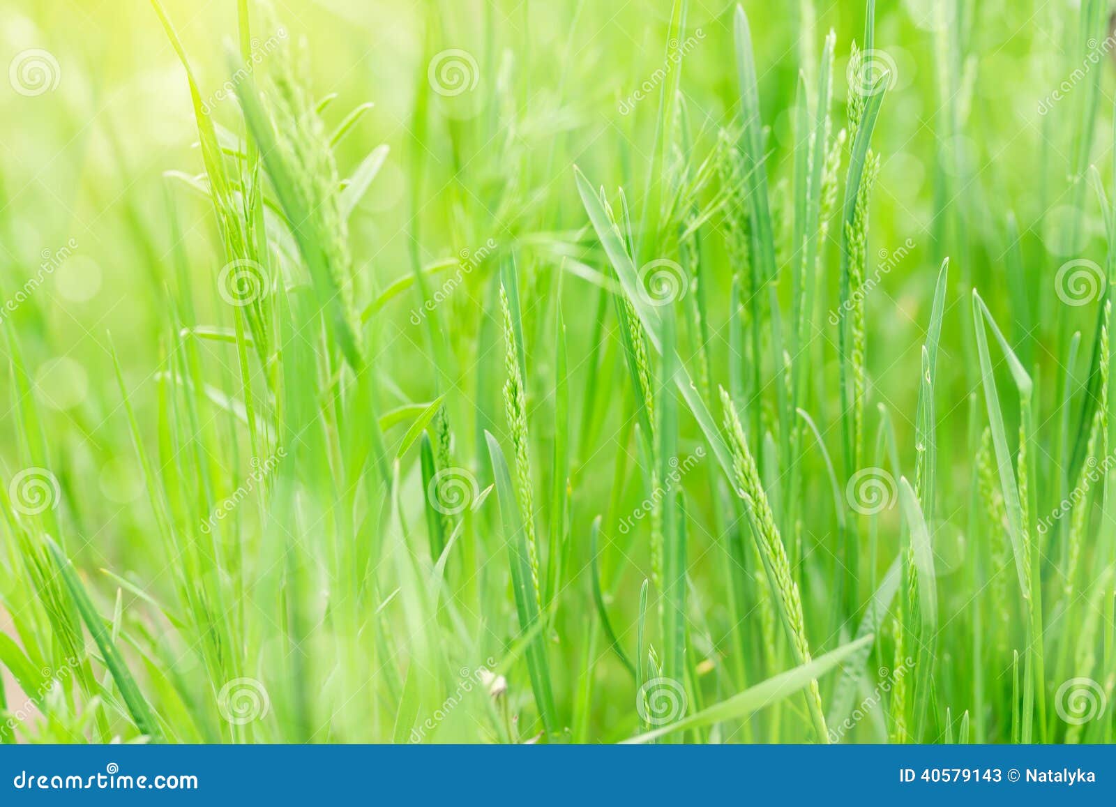 Spring green grass stock image. Image of bright, beauty - 40579143