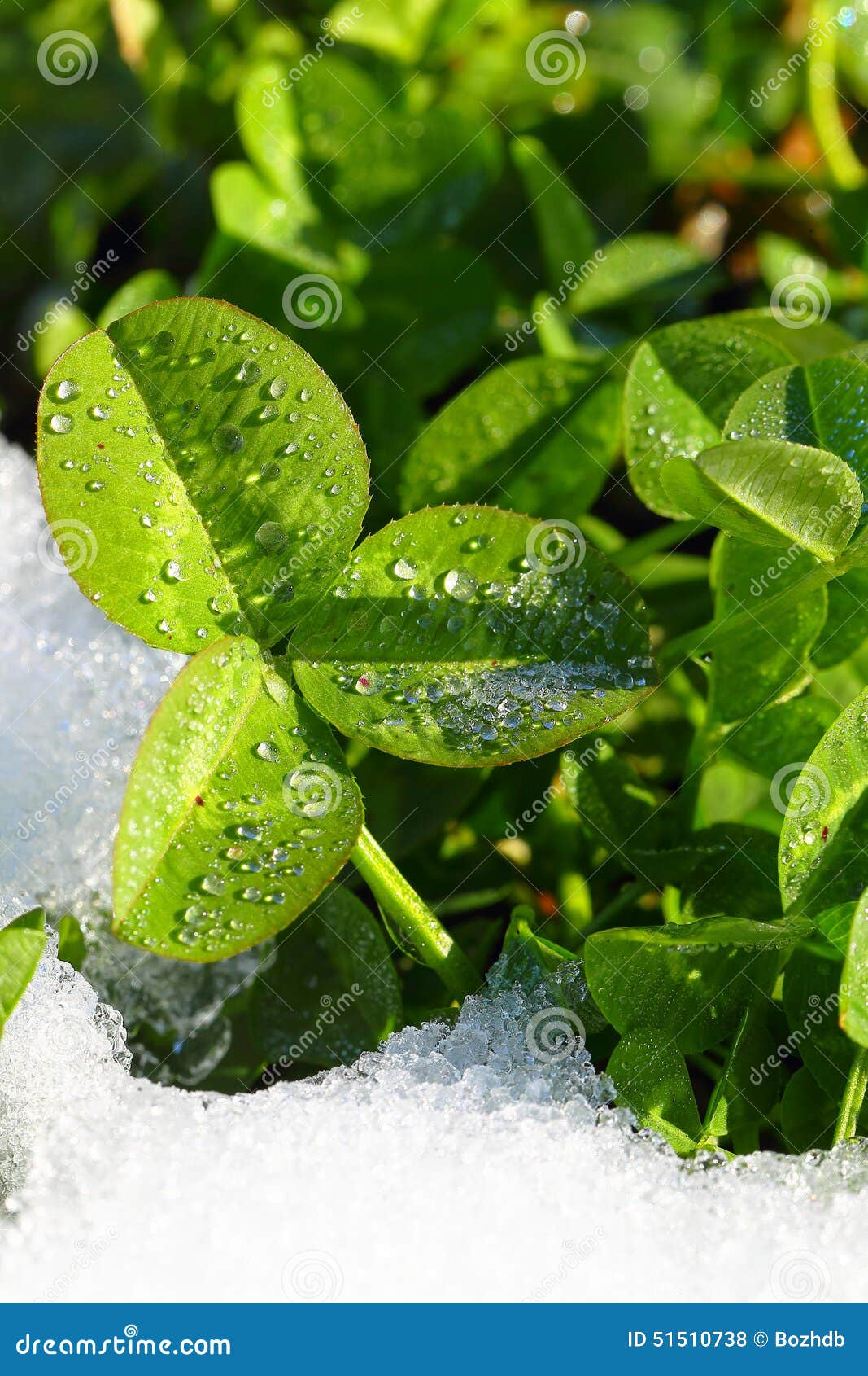 Spring green grass in snow stock photo. Image of fresh - 51510738