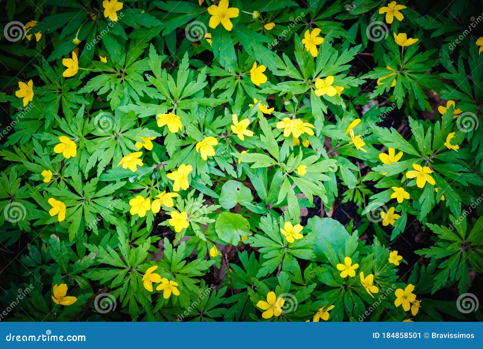 Spring Green Grass Texture with Flowers Stock Image - Image of season ...