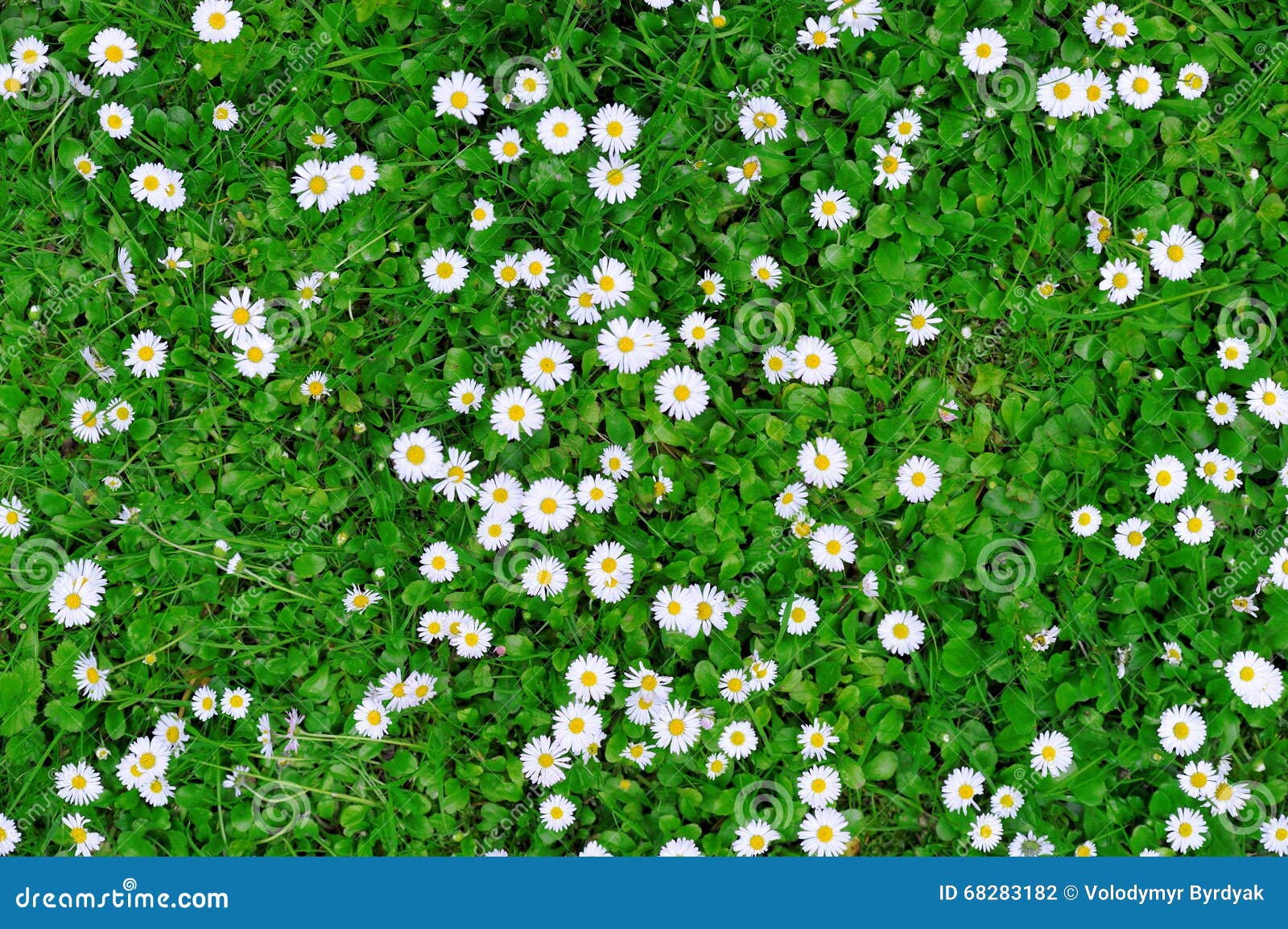Spring Green Grass Texture with Flowers Stock Photo - Image of floral ...