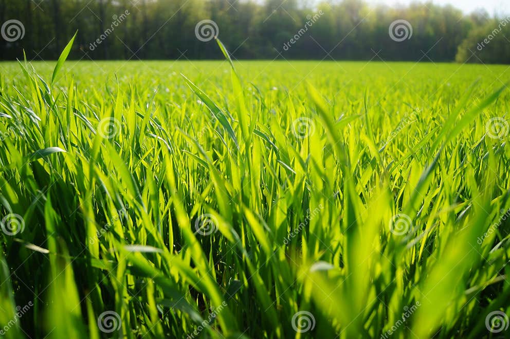 Spring, green hay field stock photo. Image of lawn, nature - 97897650