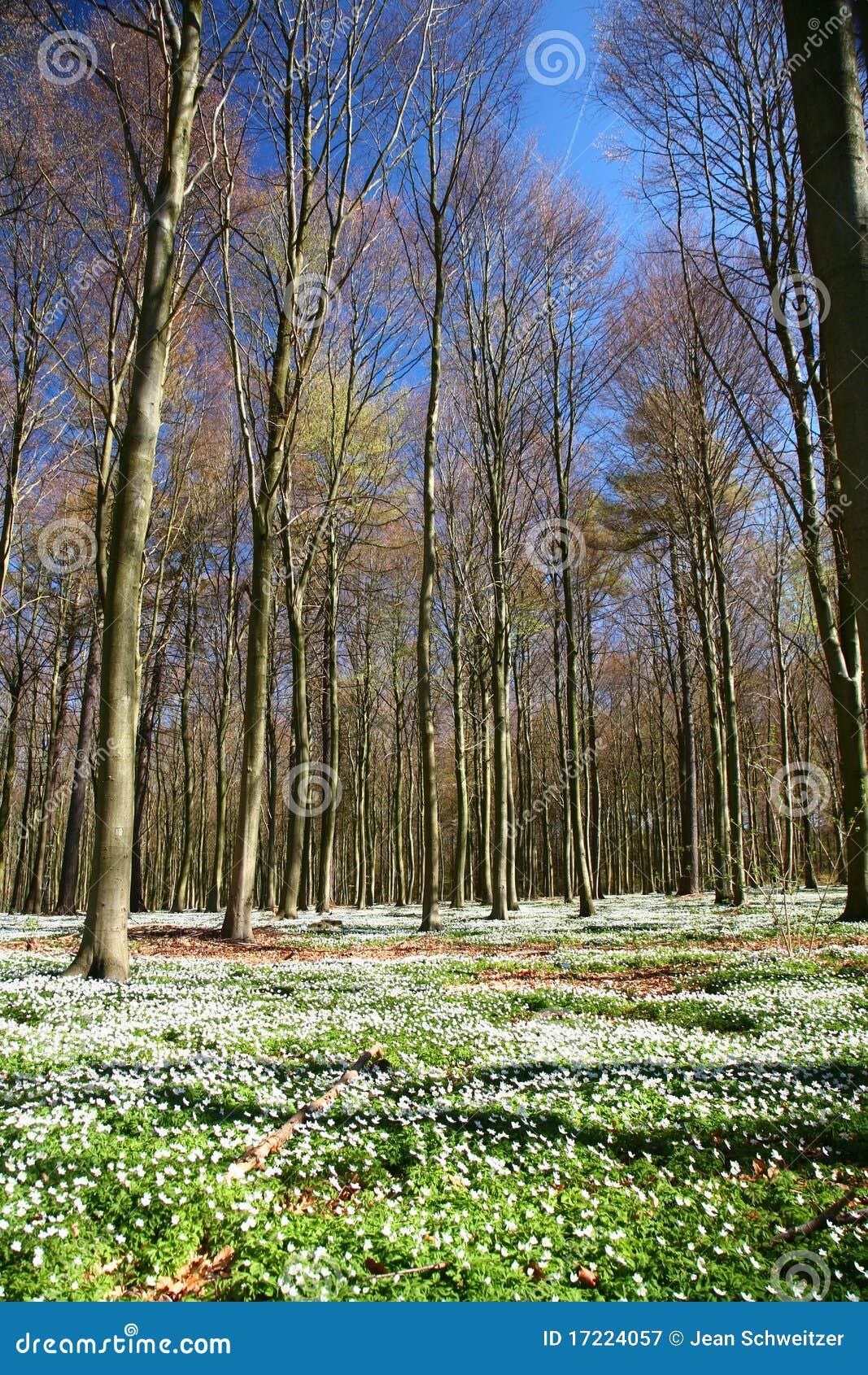 Spring green landscape stock image. Image of spring, landscapes - 17224057
