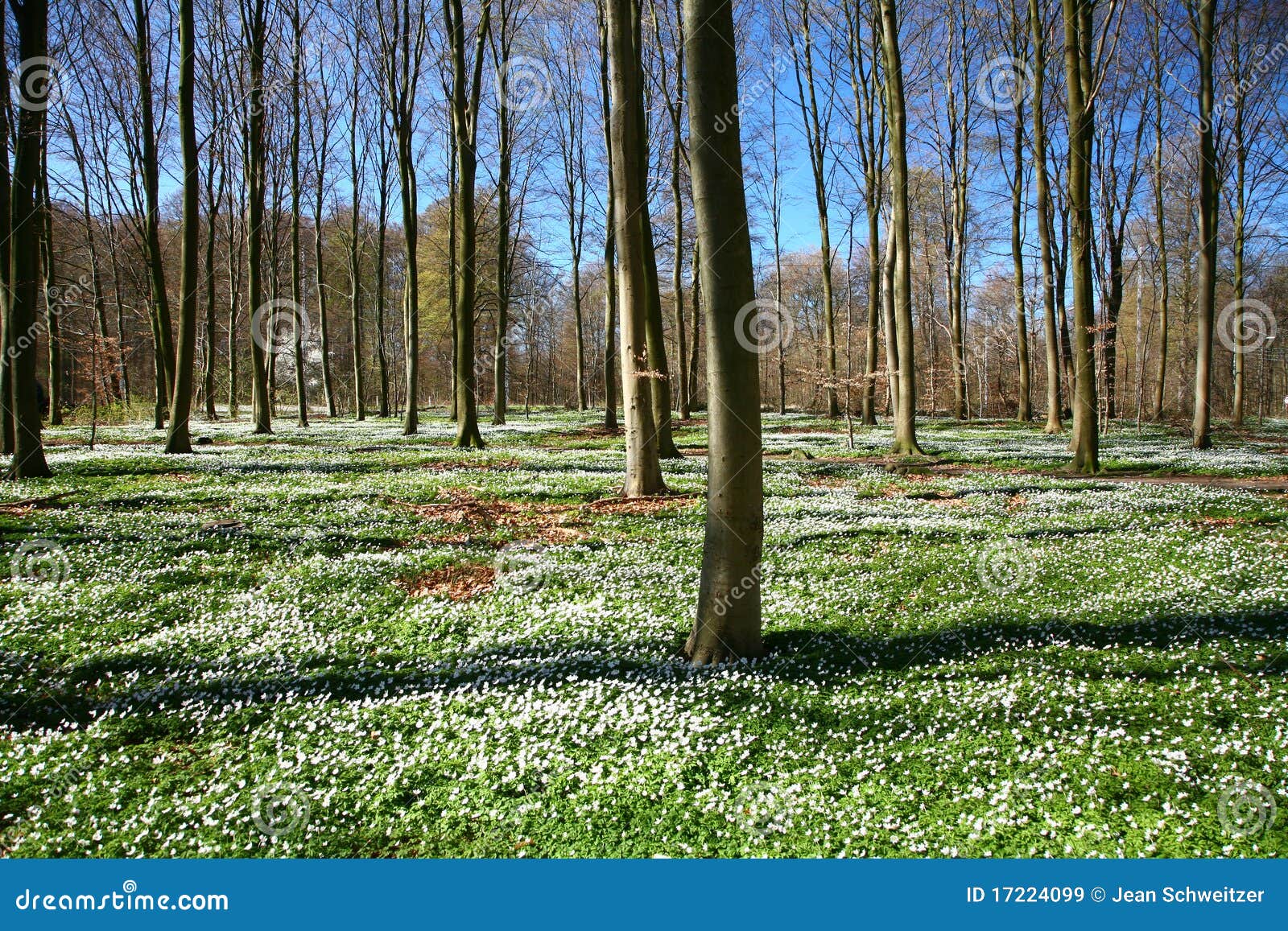 Spring green landscape stock image. Image of spring, forest - 17224099