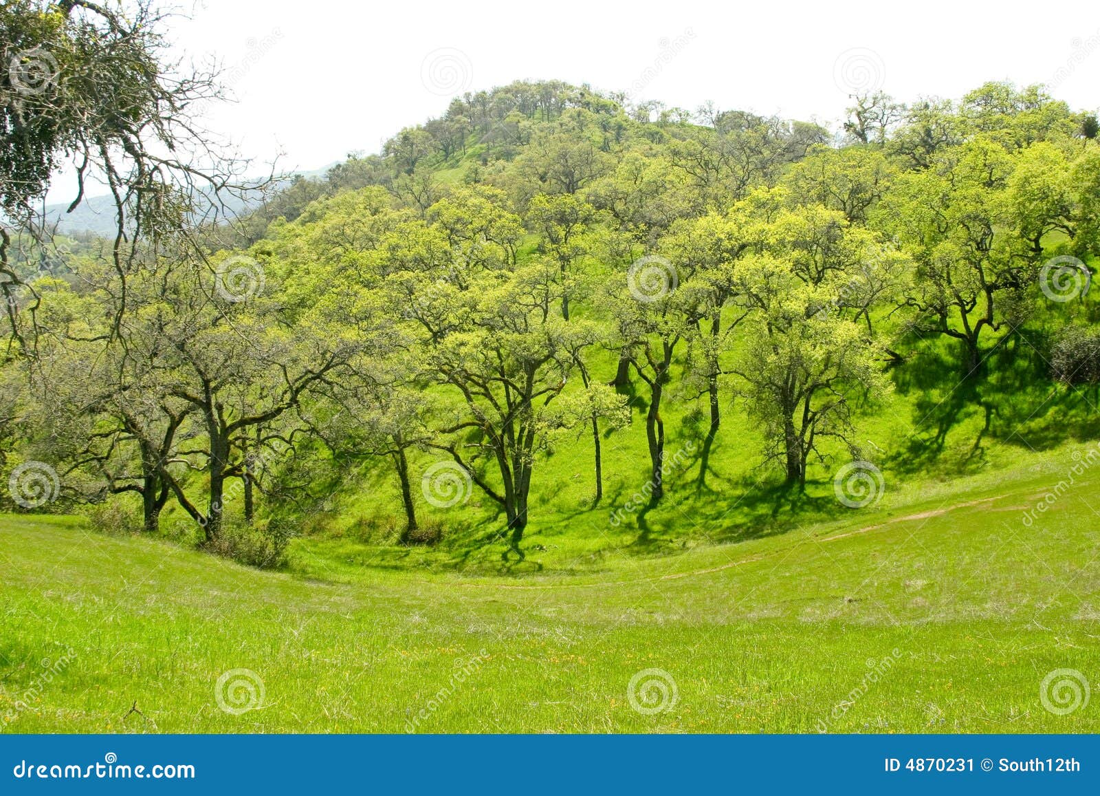 Spring Green Landscape stock image. Image of rural, pasture - 4870231
