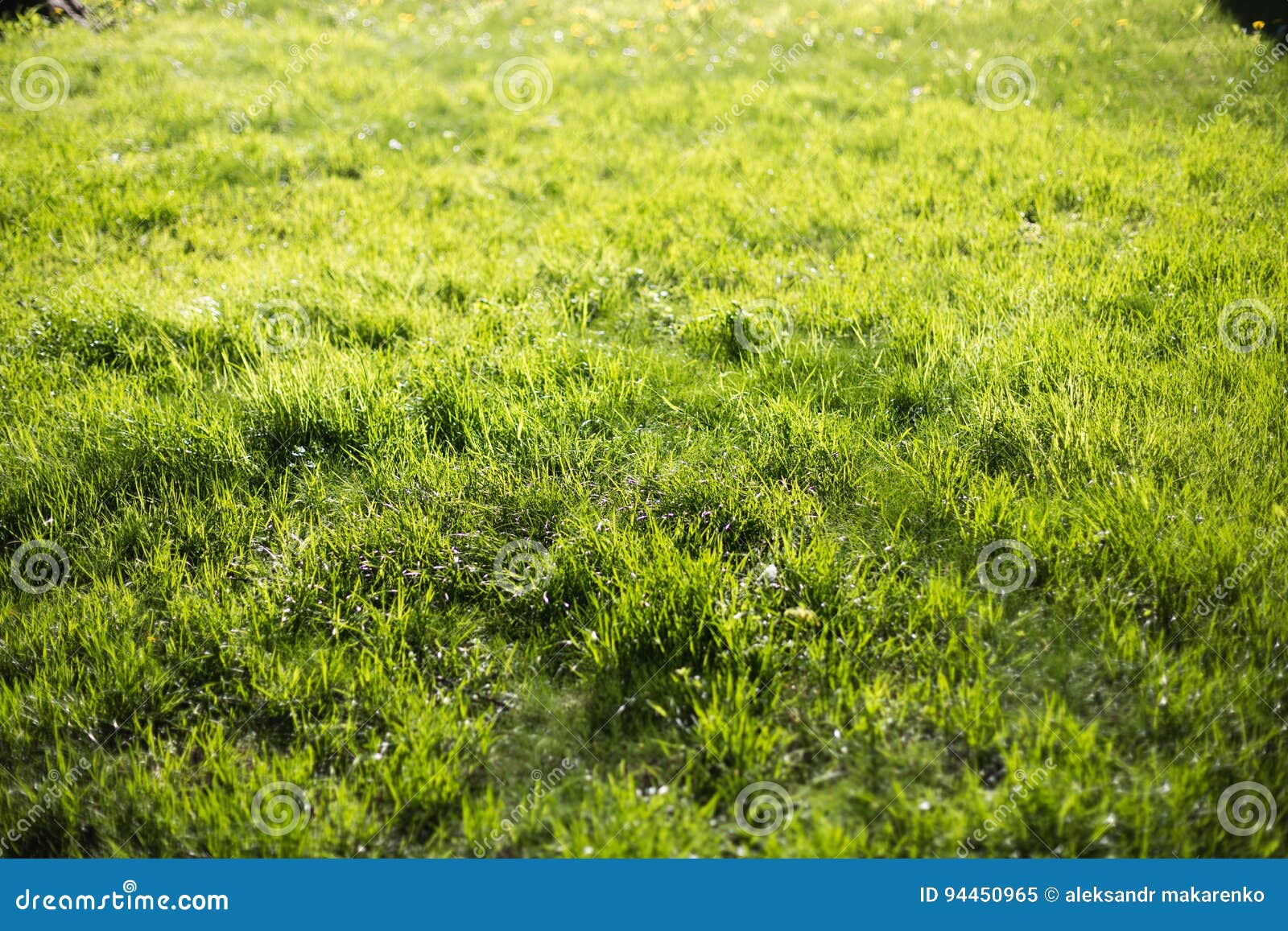 Spring Green Lawn in the Morning Sun. Stock Image - Image of landscape ...
