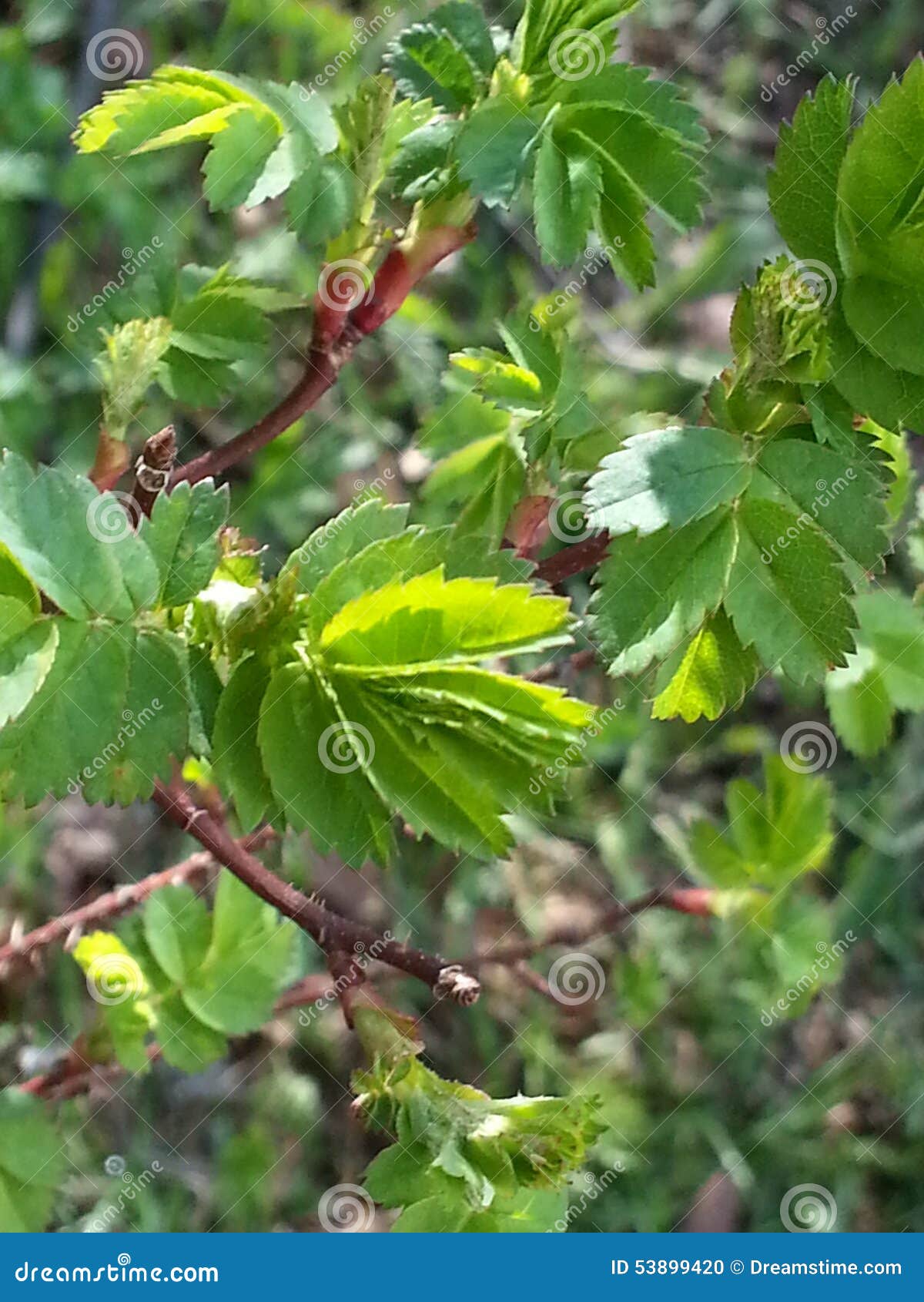 Spring stock photo. Image of green, summer, leaf, roses - 53899420