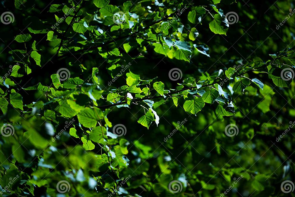 Spring Green Leaf Background. Green Leaf Forest Greenery Background ...