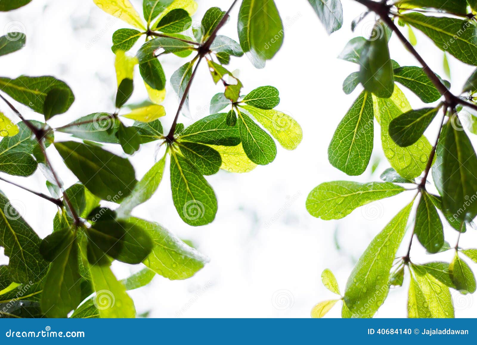 Spring Green Leaf Background with Rain Drops-Terminalia Ivorensis Tree ...