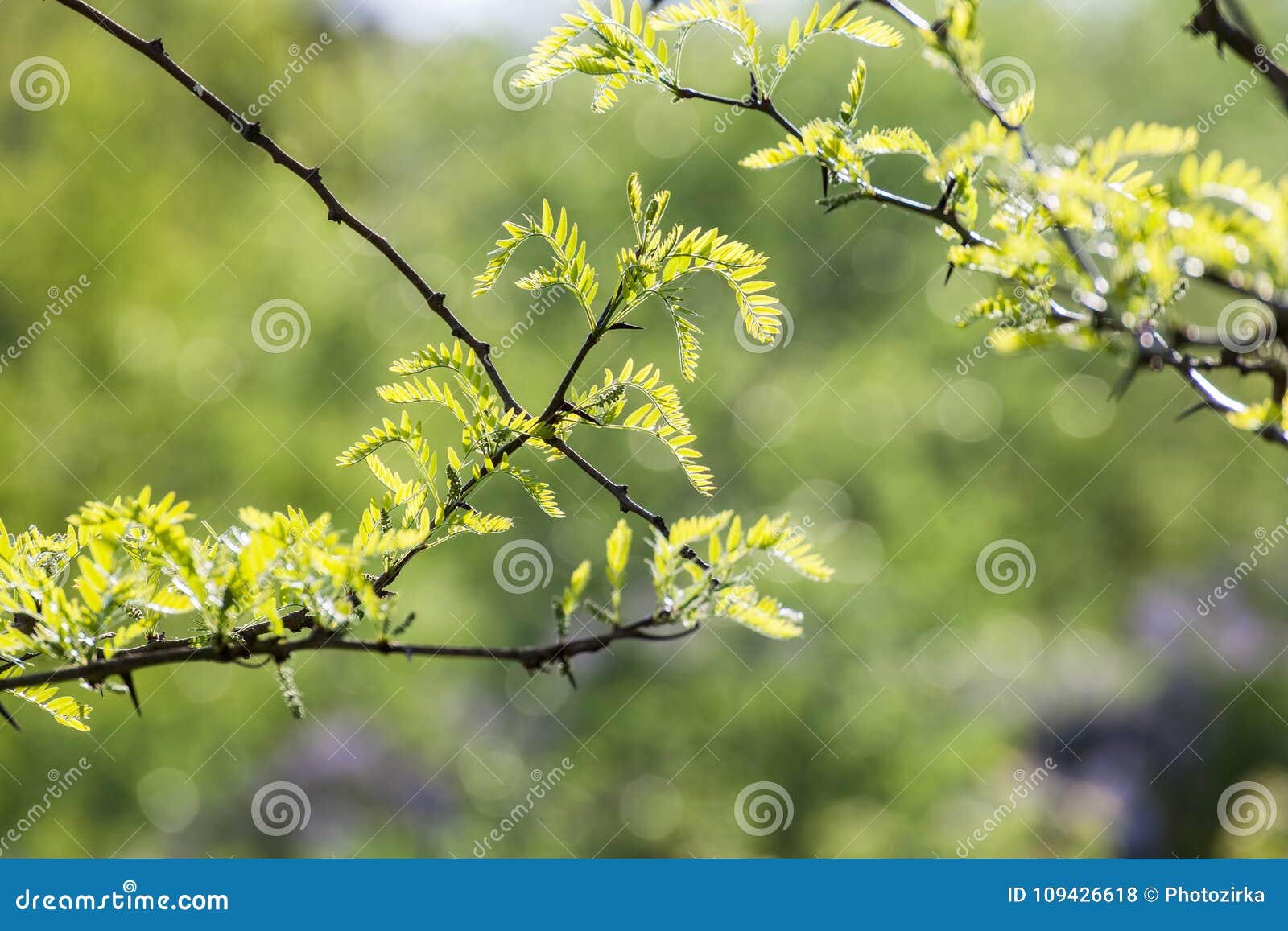 Spring Green Leaf Background Stock Photo - Image of color, macro: 109426618