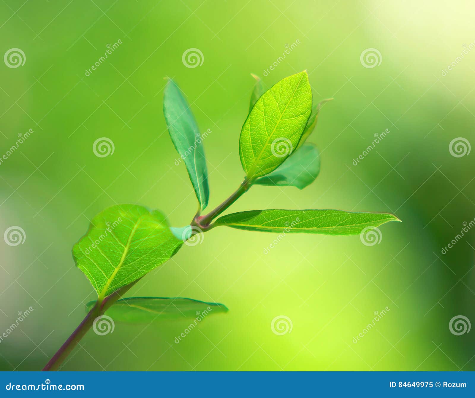 Spring green leaf. stock image. Image of botany, background - 84649975