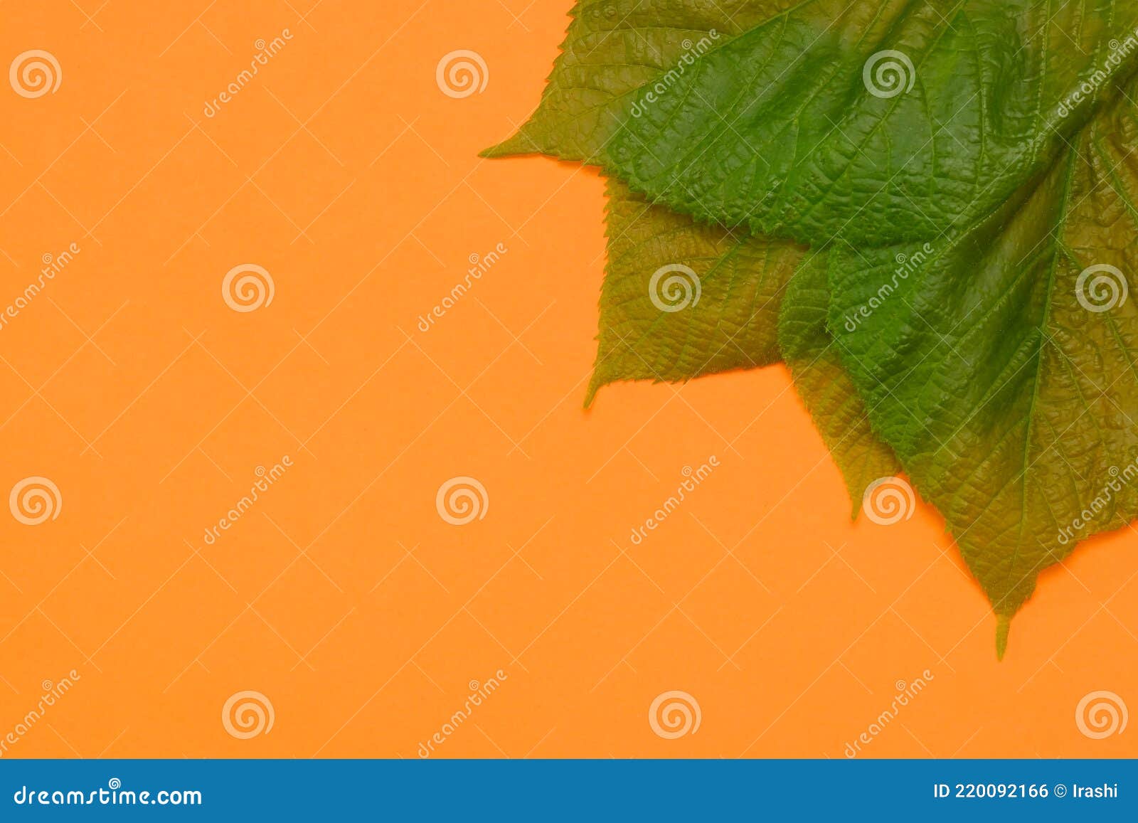 Spring green leaf stock photo. Image of freshness, natural - 220092166