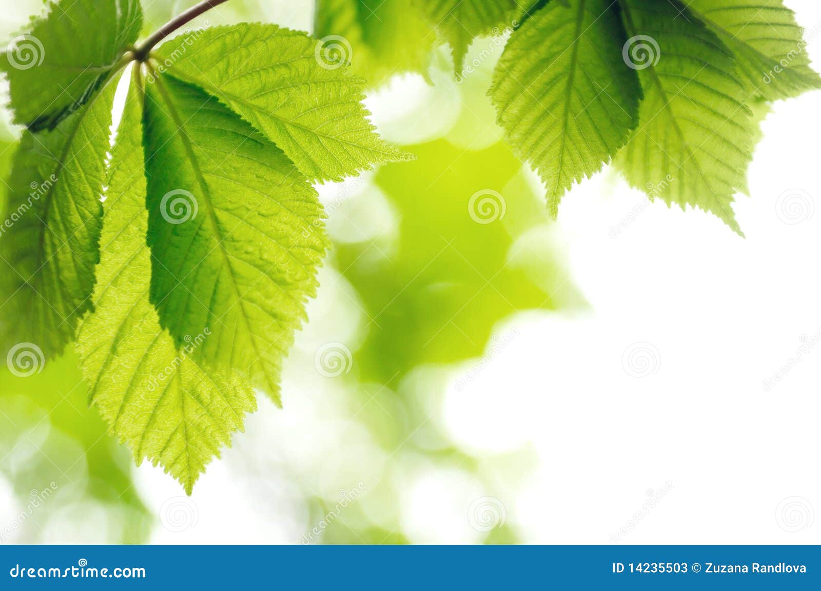 Spring green leaves stock image. Image of foliage, spring - 14235503