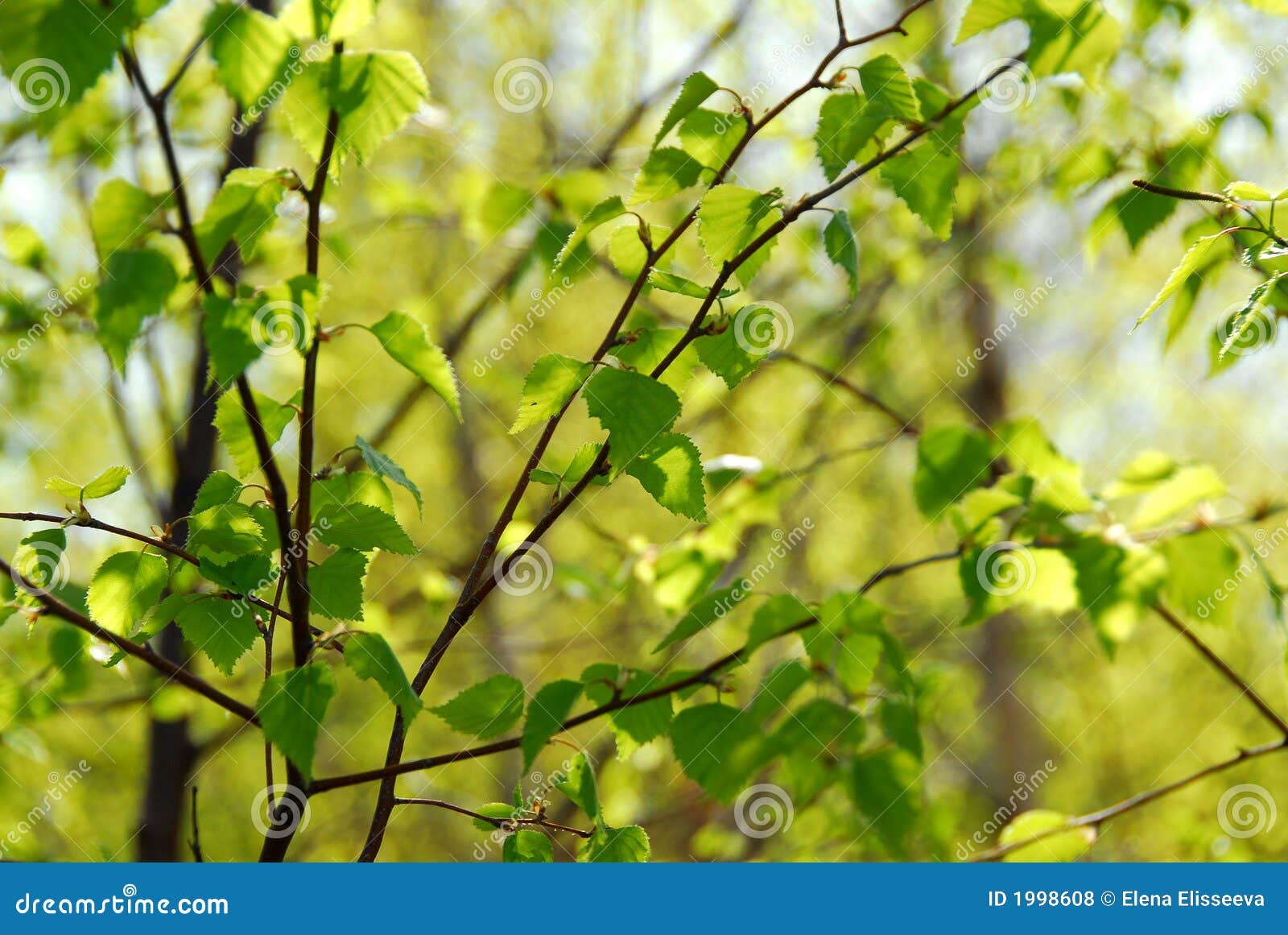Spring green leaves stock photo. Image of budding, buds - 1998608