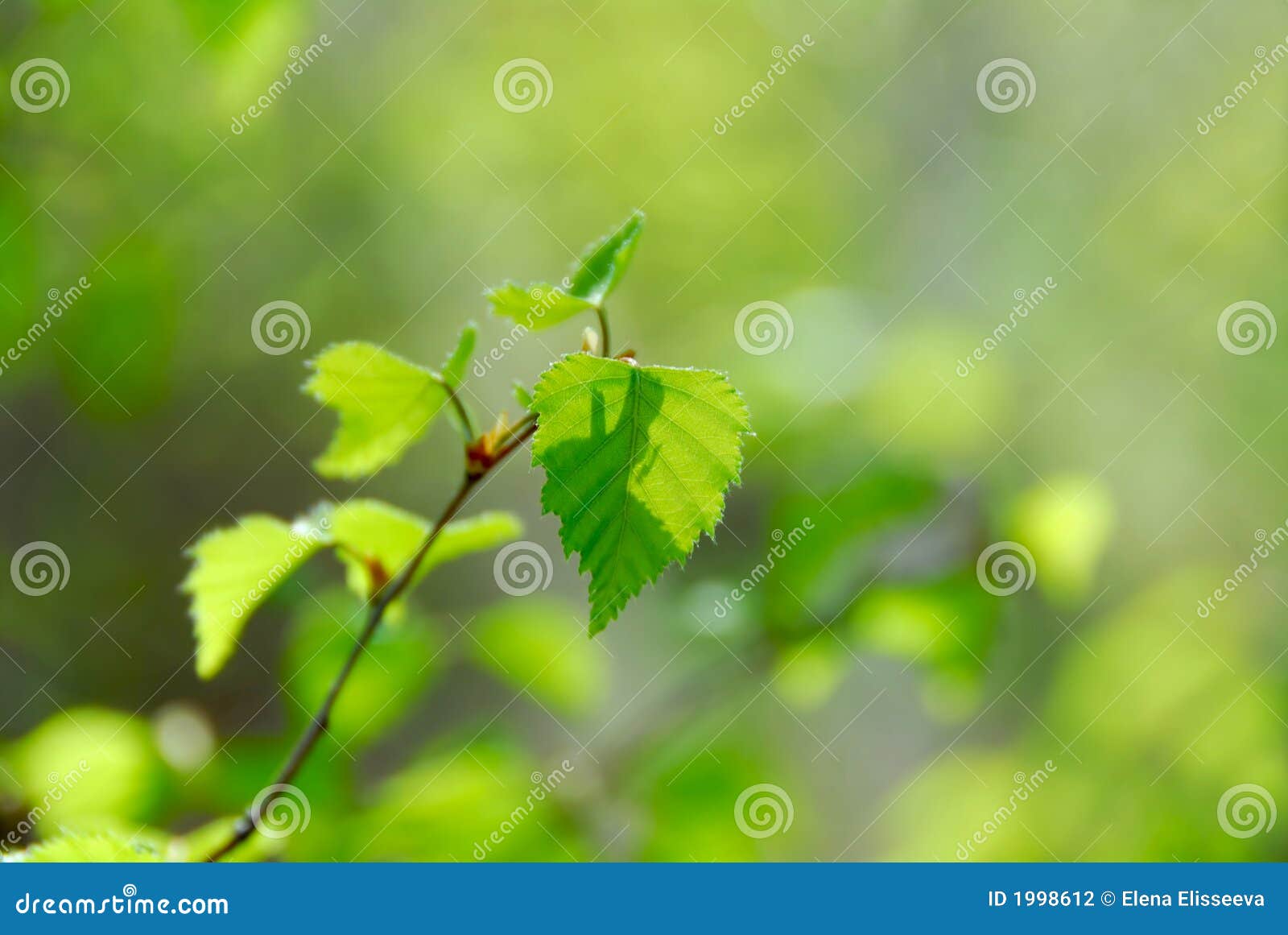 Spring green leaves stock photo. Image of springtime, budding - 1998612