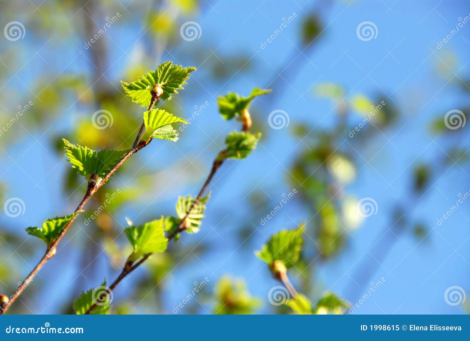 Spring green leaves stock image. Image of close, buds - 1998615