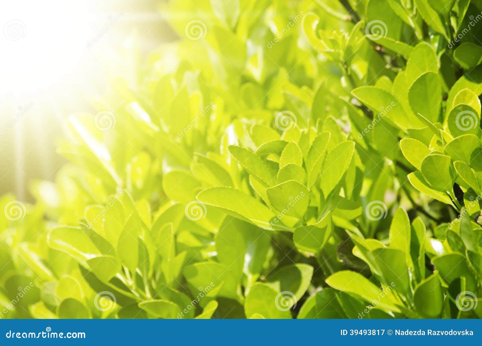 Spring Green Leaves stock image. Image of sunshine, floral - 39493817