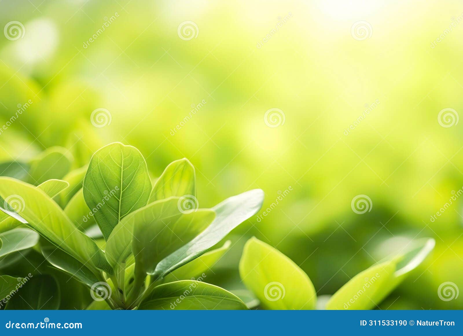 Spring Green Leaves Leaves Green Leaves Background Stock Photo - Image ...