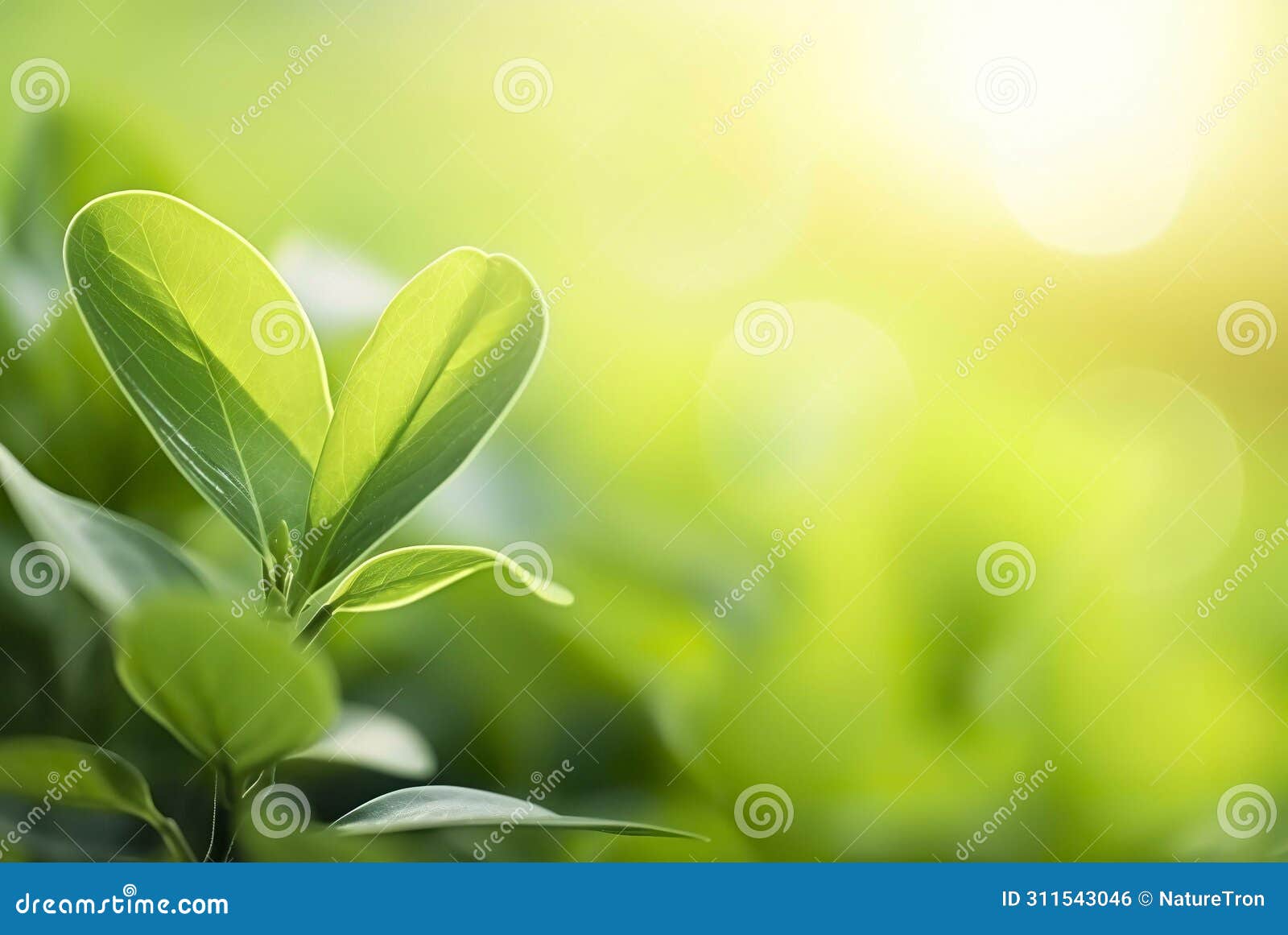 Spring Green Leaves Leaves Green Leaves Background Stock Illustration ...