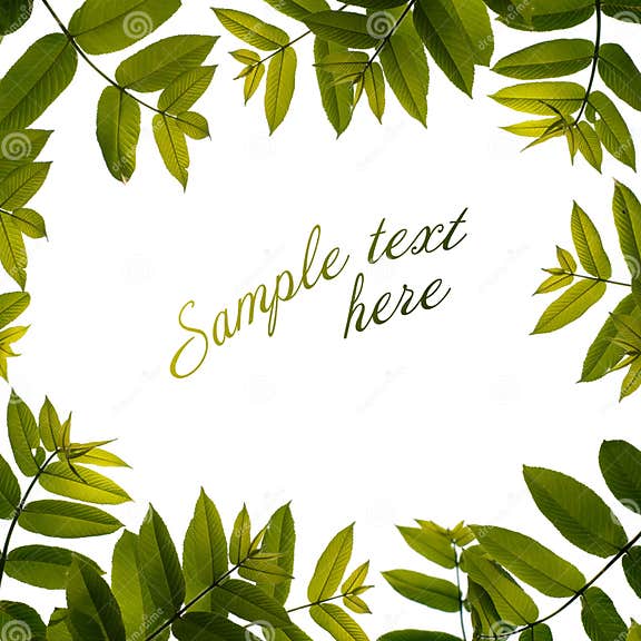 Spring Green Leaves Border. Stock Illustration - Illustration of garden ...