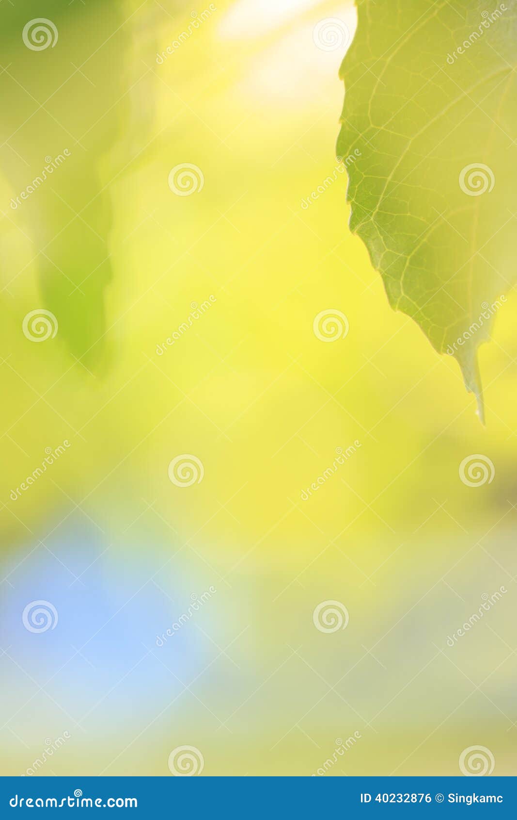 Spring Green Leaves border stock photo. Image of freshness - 40232876