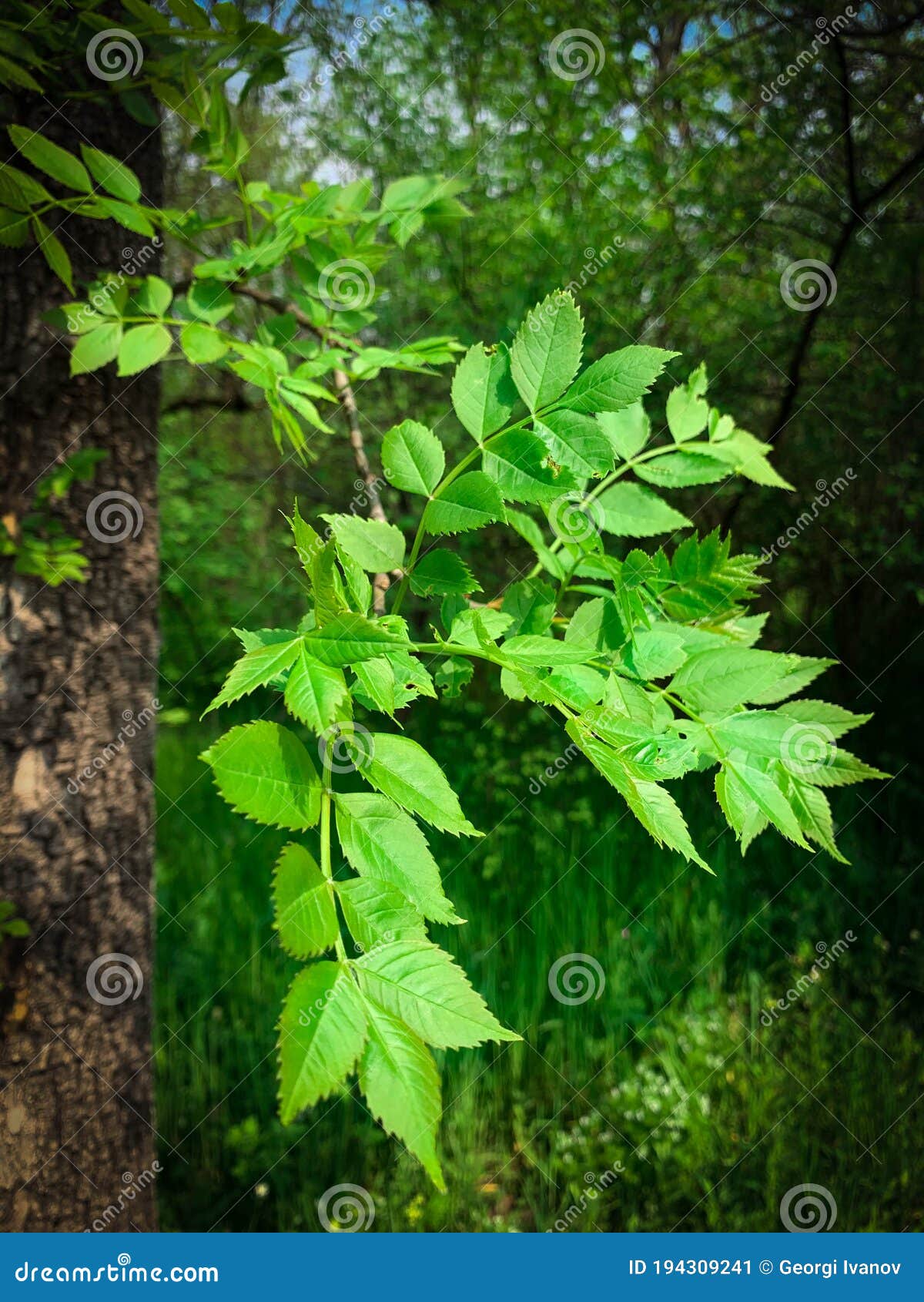 Spring Green Leaves on a Branch of an Elm Tree Stock Image - Image of ...