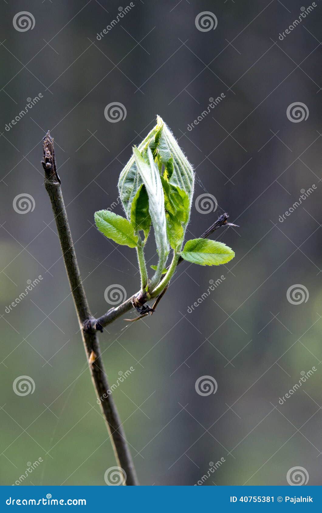 Spring green leaves stock image. Image of harmony, young - 40755381
