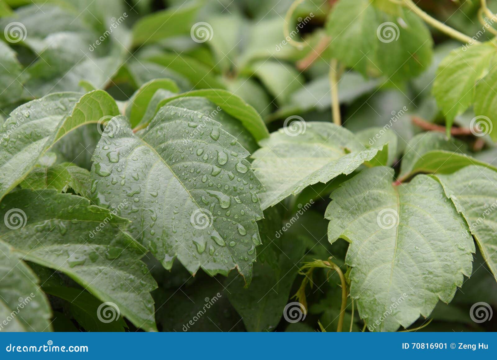 Spring green leaves stock image. Image of leaves, green - 70816901