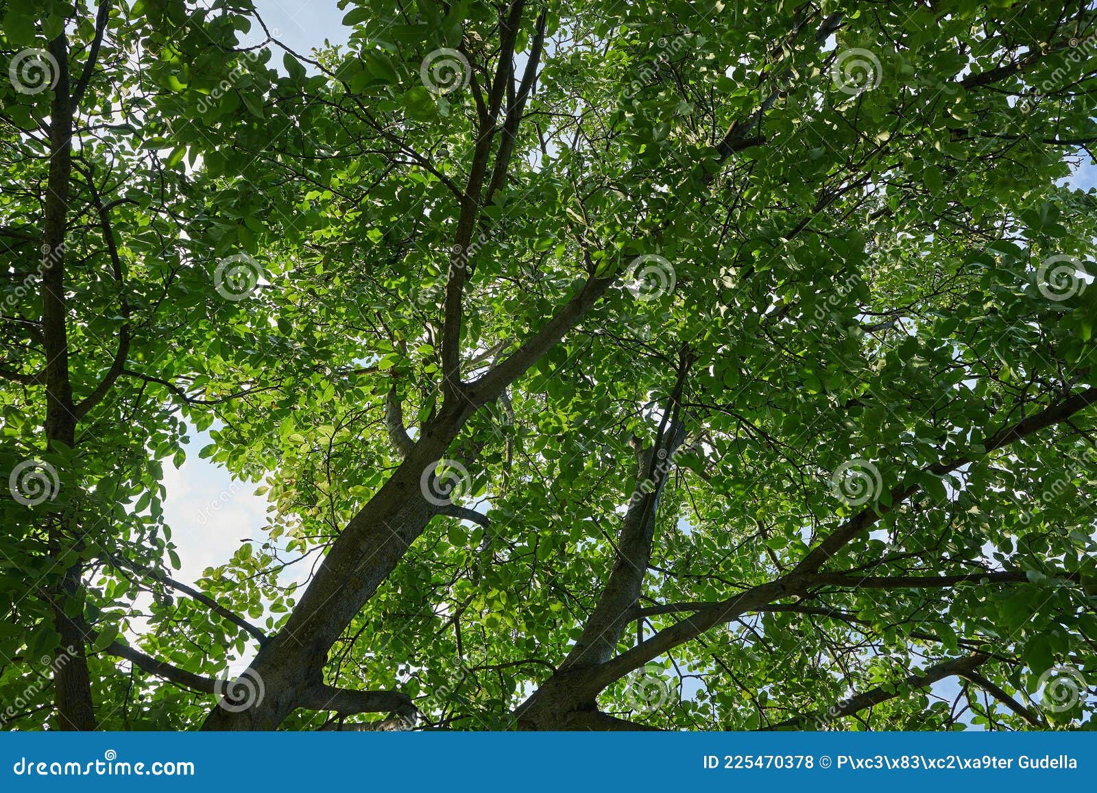 Spring Green Leaves stock photo. Image of detail, natural - 225470378