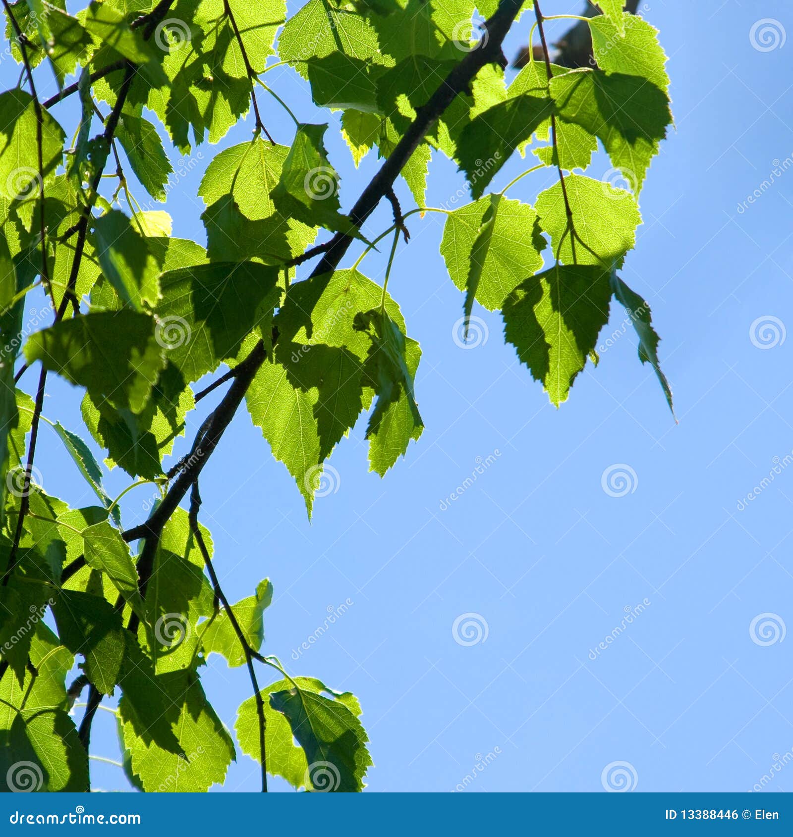 Spring. Green Leaves and Sky Stock Photo - Image of wallpaper, natural ...