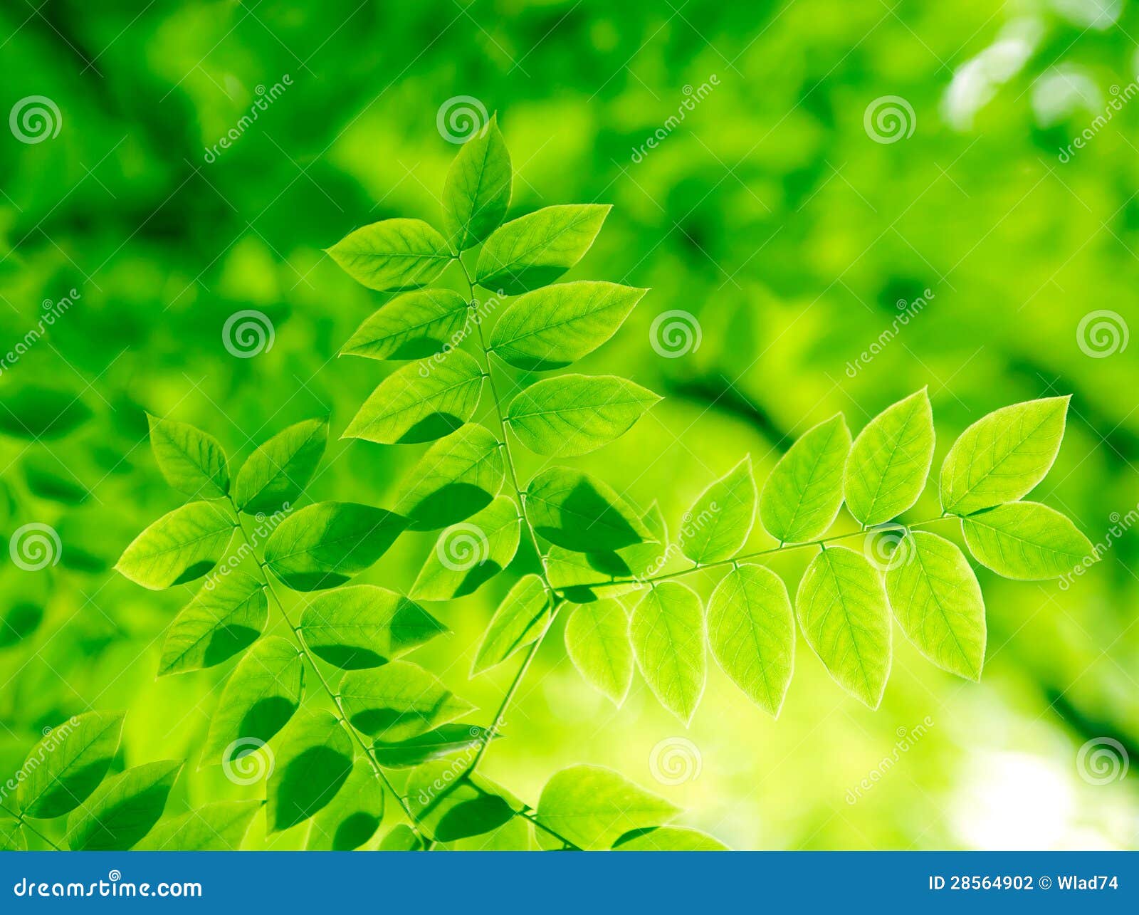Spring Green Leaves in Sunlight Stock Photo - Image of environmental ...