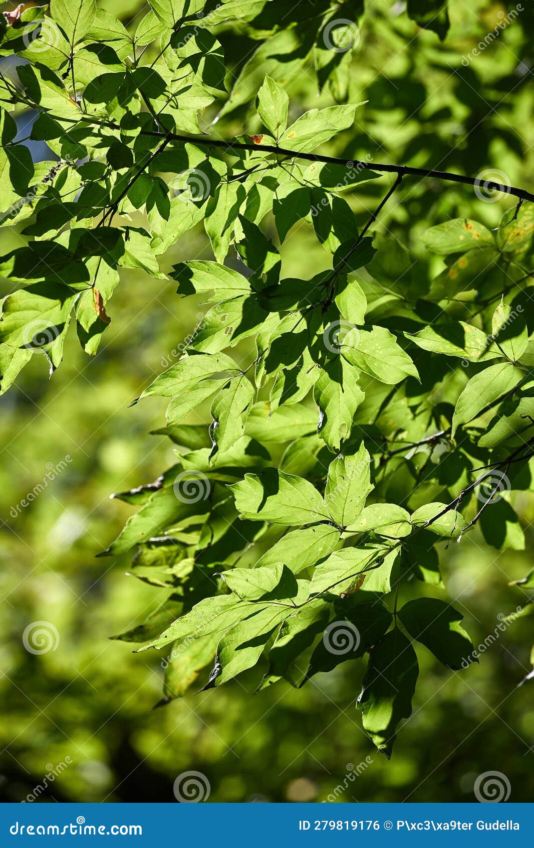 Spring Green Leaves stock photo. Image of branch, greenery - 279819176