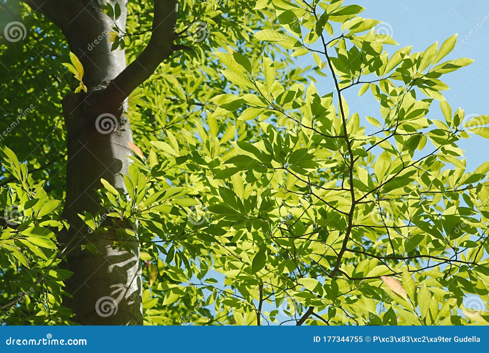 Spring Green Leaves stock image. Image of closeup, conservation - 177344755
