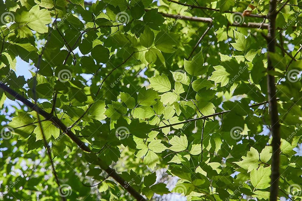 Spring Green Leaves stock photo. Image of growth, grow - 323552450