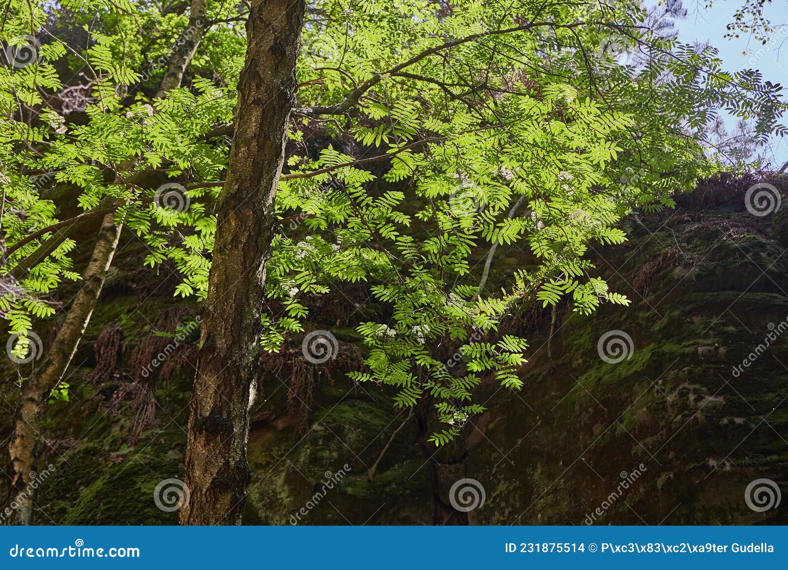 Spring Green Leaves of a Tree Stock Photo - Image of closeup, green ...