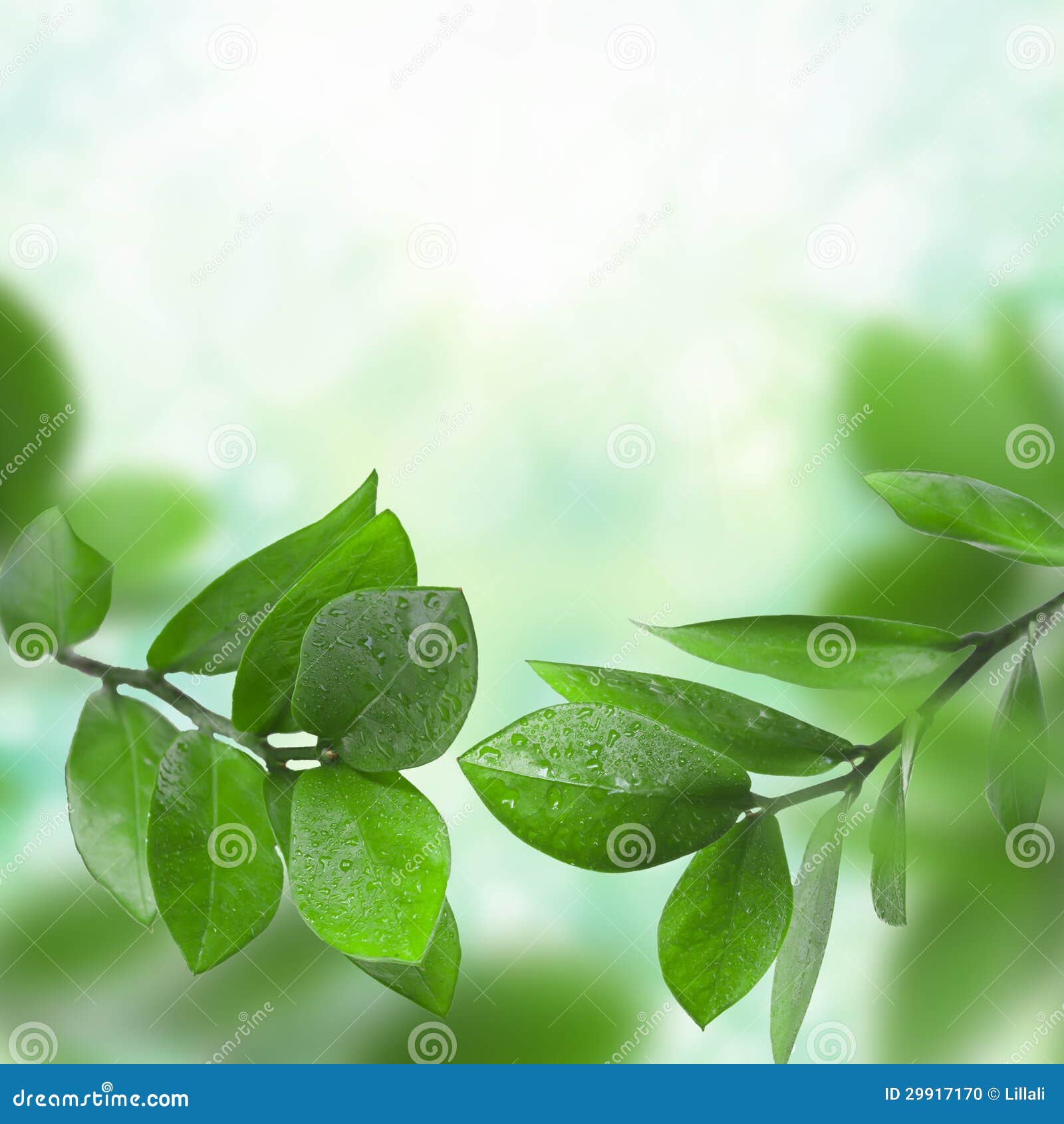 Spring. stock photo. Image of closeup, nature, rain, color - 29917170