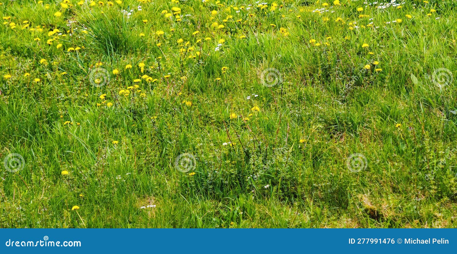 Spring Green Meadow Backdrop Stock Photo - Image of plant, growth ...