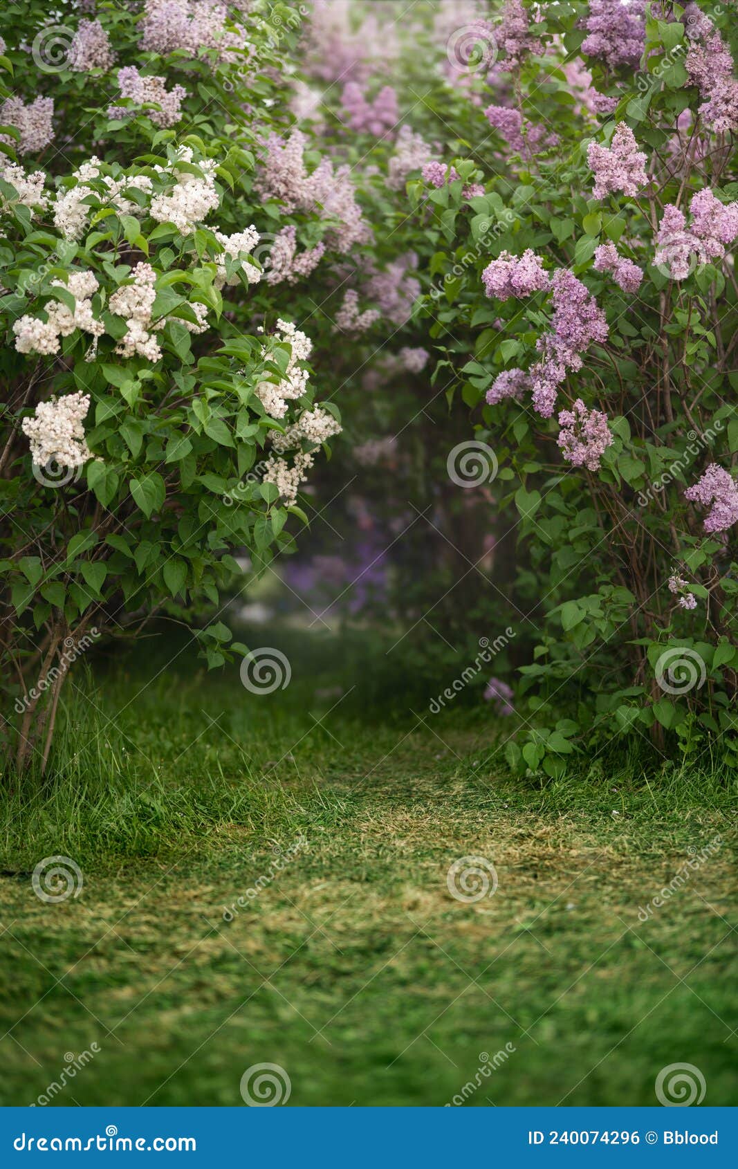 Spring Green Meadow with Flowering Lilac Trees Stock Photo - Image of ...