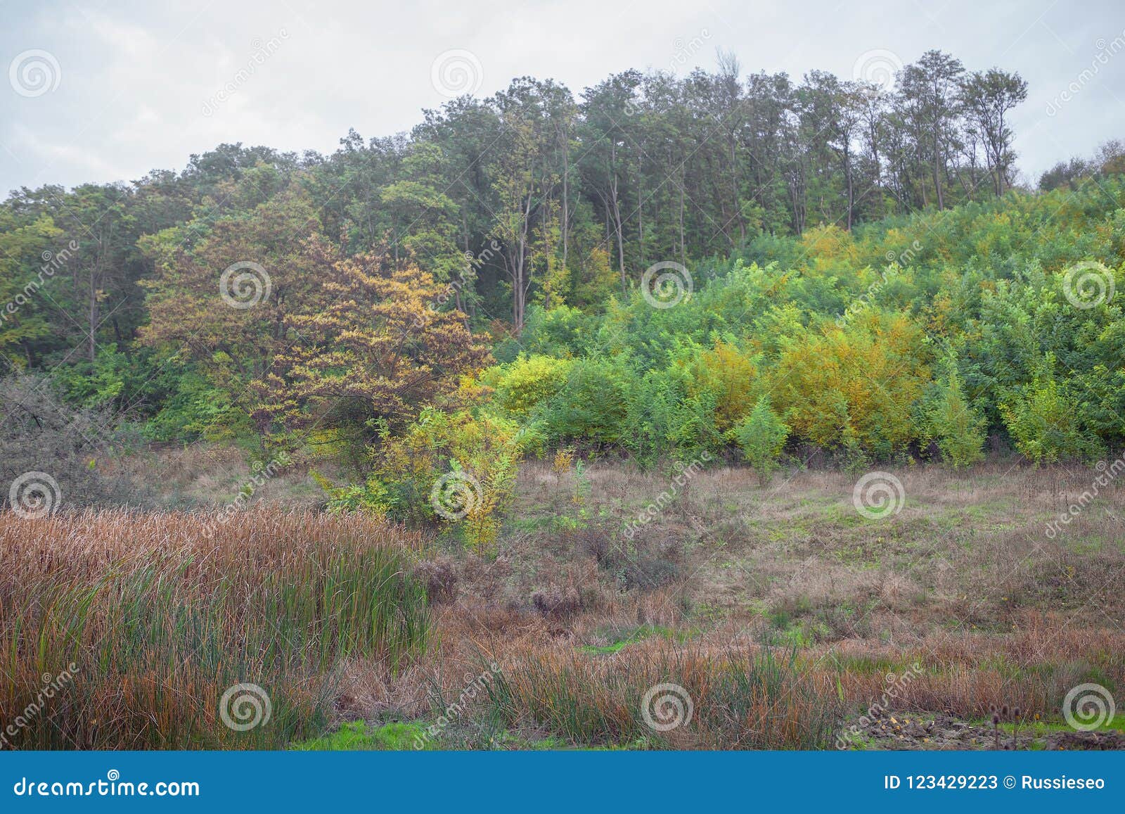 Spring green nature stock image. Image of grass, idyllic - 123429223