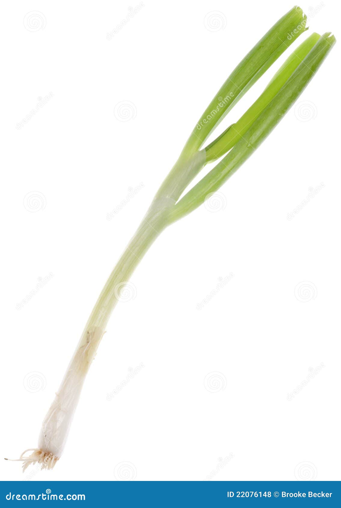 Spring Green Onion stock photo. Image of isolated, spring - 22076148