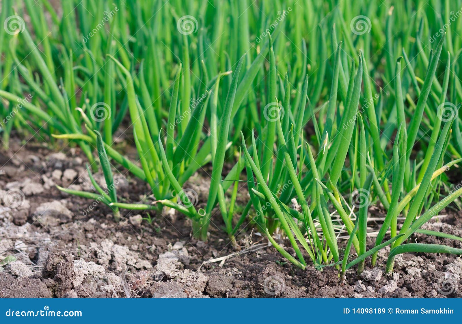 Spring Green Onions are Sprouts Stock Image - Image of crop, fresh ...
